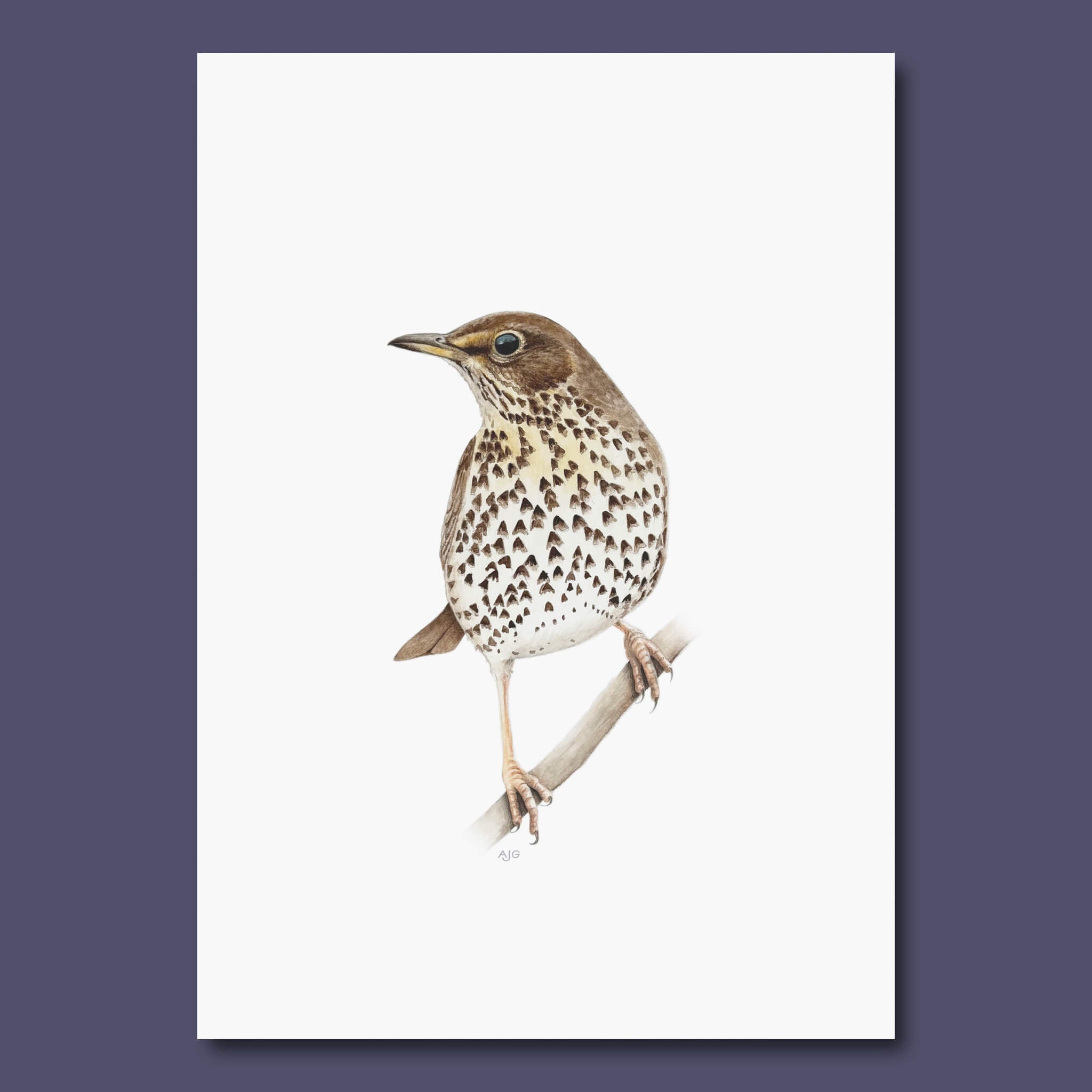 Amanda Gosse | Professional Artist | Original Paintings and Prints