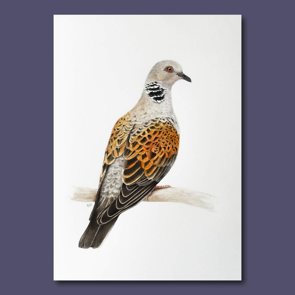 Sold Artworks | Paintings of Birds | Gemstone Art – Amanda Gosse